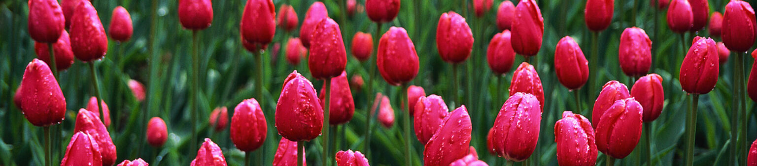 Frequently Asked Questions - Recycling & Garbage Services | SSC